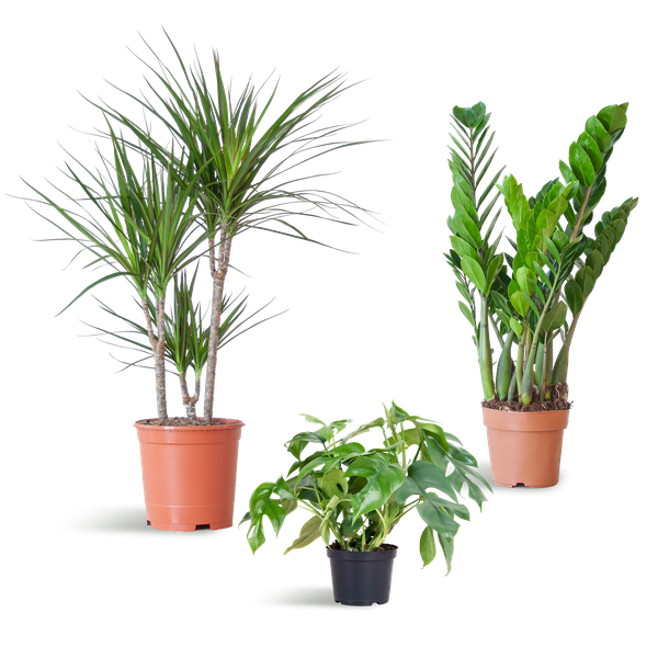 Choosing the Right Planter for Your Indoor Plants